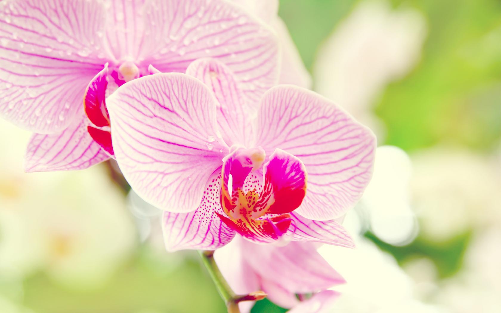 Орхидея, макро, фаленопсис, orchid, цветок обои для рабочего стола ...